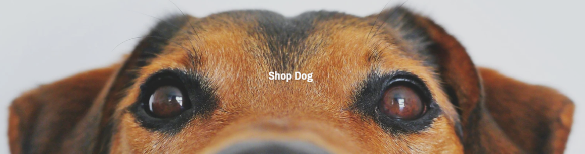 Masters N Dogs – MastersNDogs